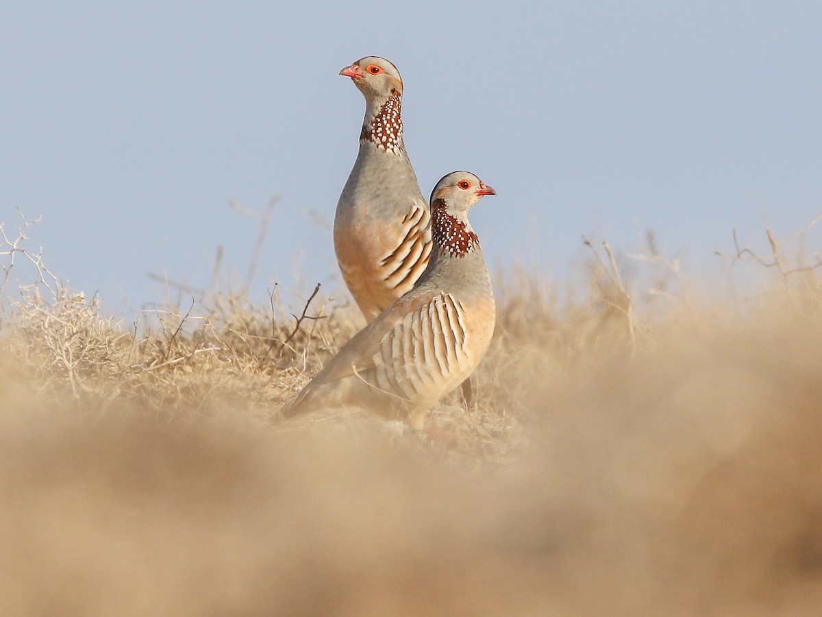 Barbary Partridge - Alectoris barbara - Birds of the World