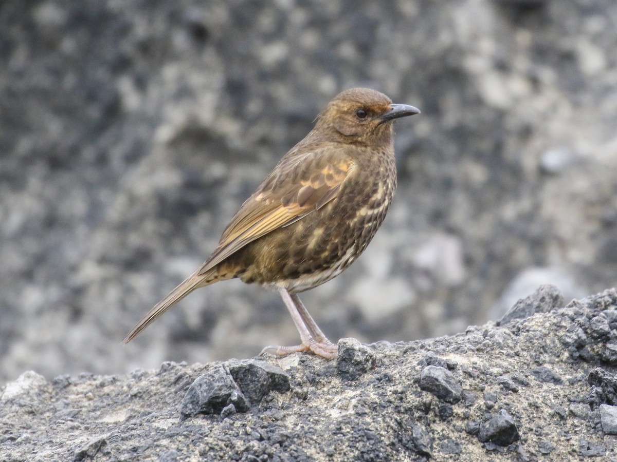 Tristan Thrush - Turdus eremita - Birds of the World