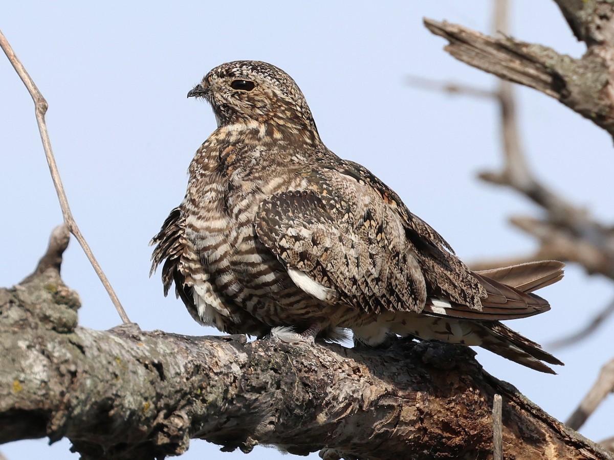 eBird Checklist - 6 Aug 2022 - Prairie Queen RA - 14 species