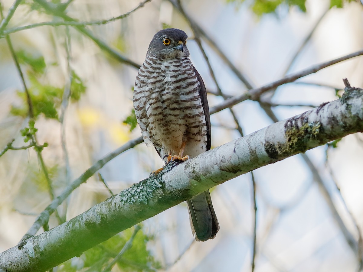 Frances's Sparrowhawk - Tachyspiza francesiae - Birds of the World