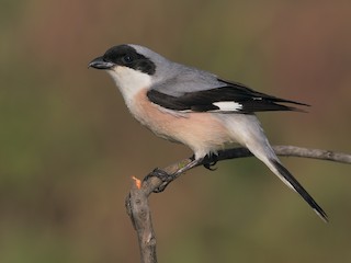 Lesser Gray Shrike - Lanius minor - Birds of the World