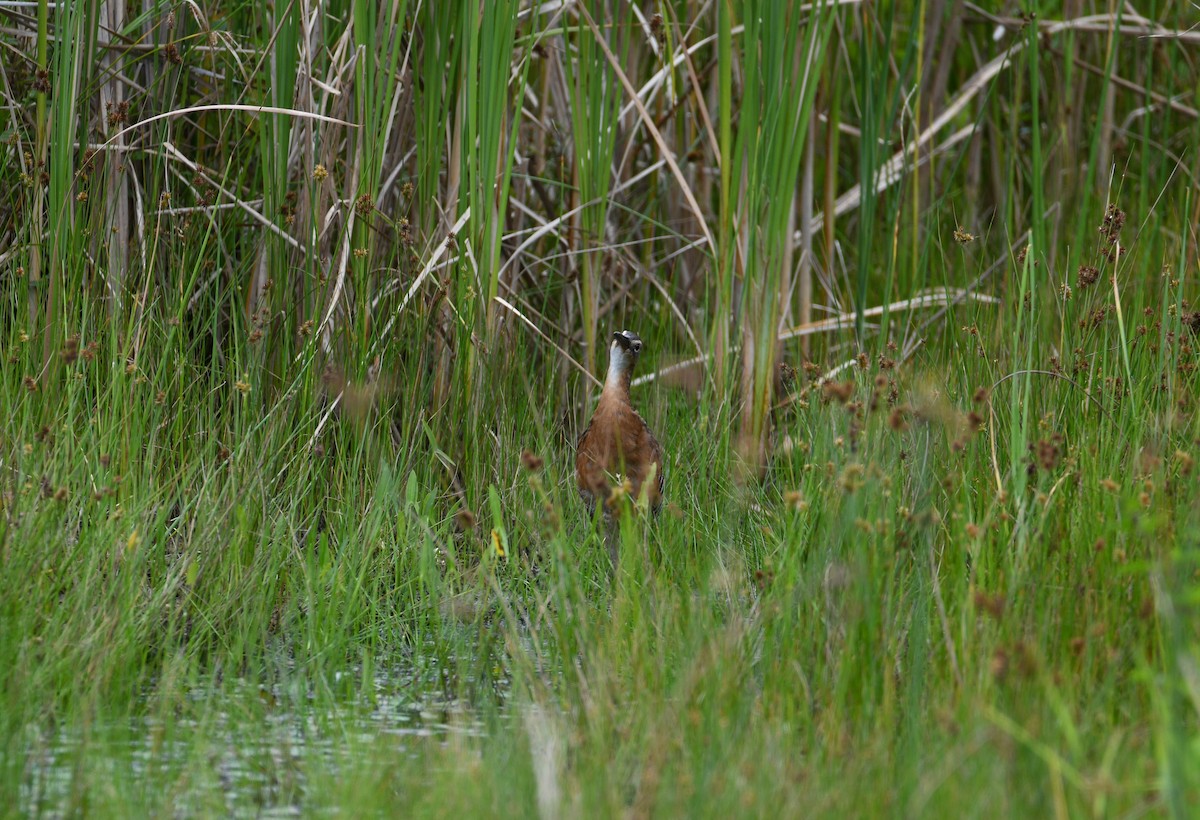 eBird Checklist - 7 Aug 2022 - Prairie Oaks Metro Park--Darby Bend ...