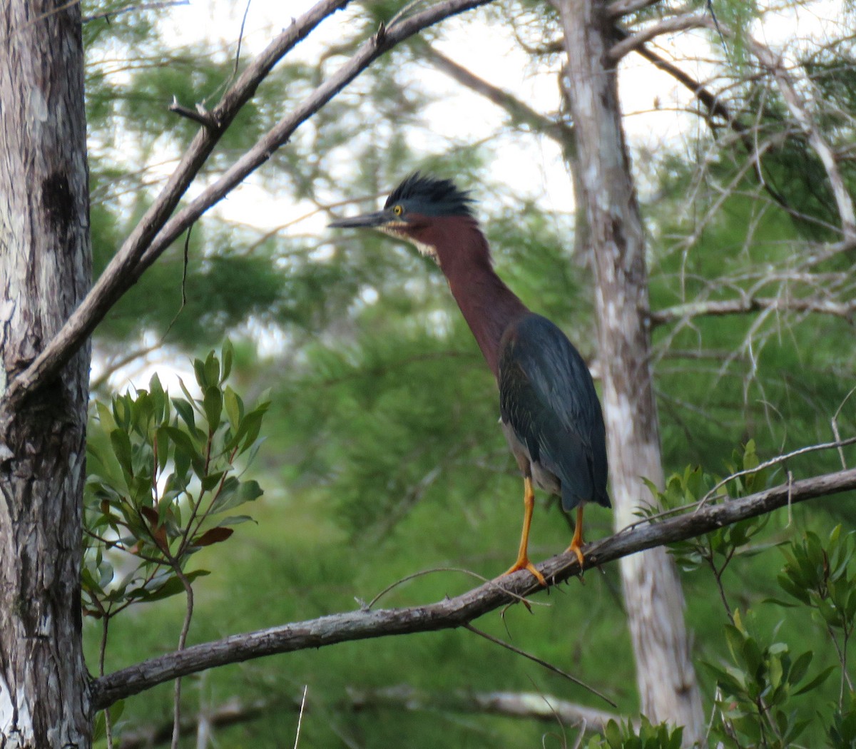 eBird Checklist - 30 Jul 2022 - Big Cypress National Preserve--Kirby ...