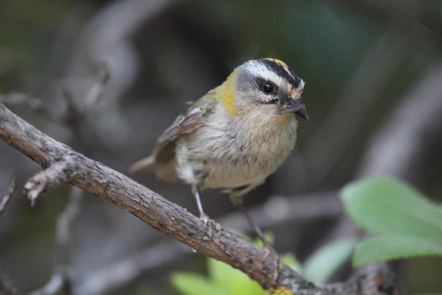 Goldcrest/Common Firecrest - eBird