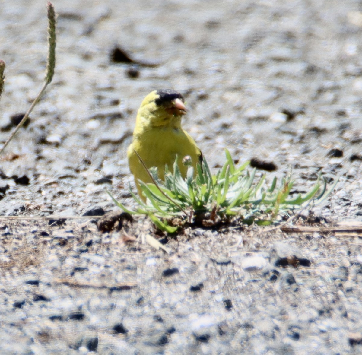 eBird Checklist - 7 Aug 2022 - Point Arena Area - 4 species