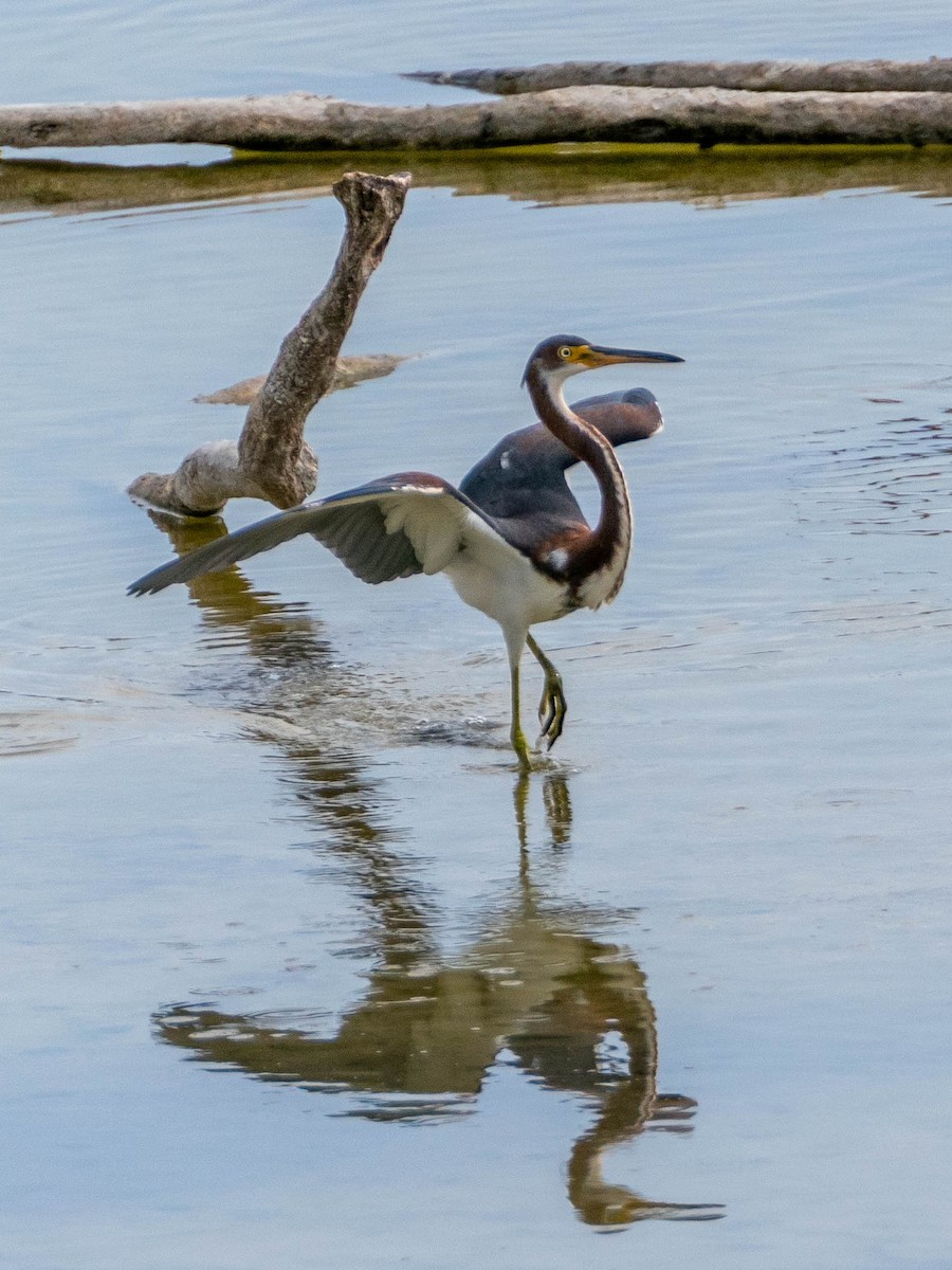 eBird Checklist - 8 Aug 2022 - Henderson Bird Viewing Preserve - 39 ...