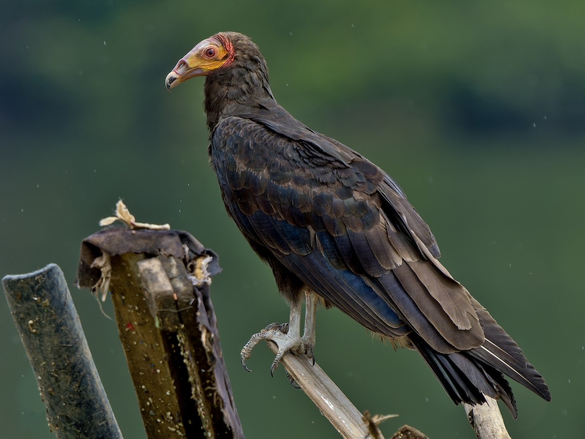 Lesser Yellow-headed Vulture - Cathartes burrovianus - Birds of the World