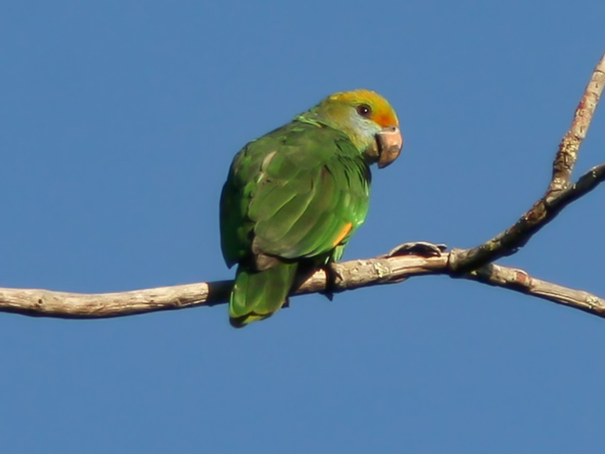 Blue-cheeked Amazon - Amazona dufresniana - Birds of the World