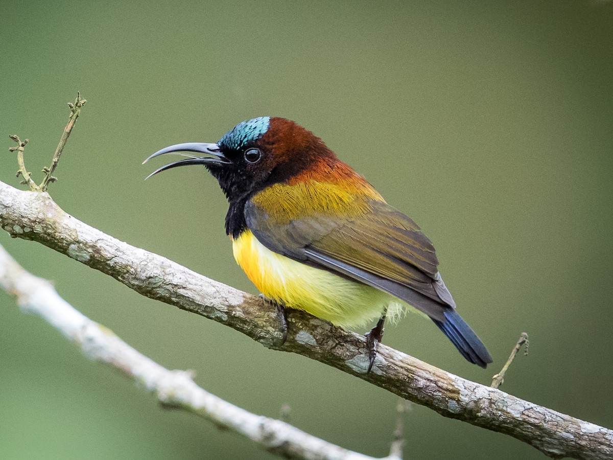 Maroon-naped Sunbird - Aethopyga guimarasensis - Birds of the World