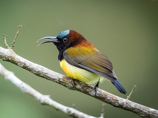 Maroon-naped Sunbird - Aethopyga guimarasensis - Birds of the World