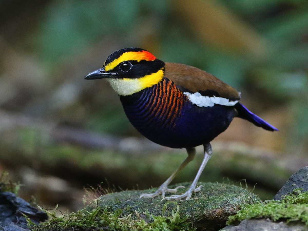 Malayan Banded-Pitta - Hydrornis irena - Birds of the World