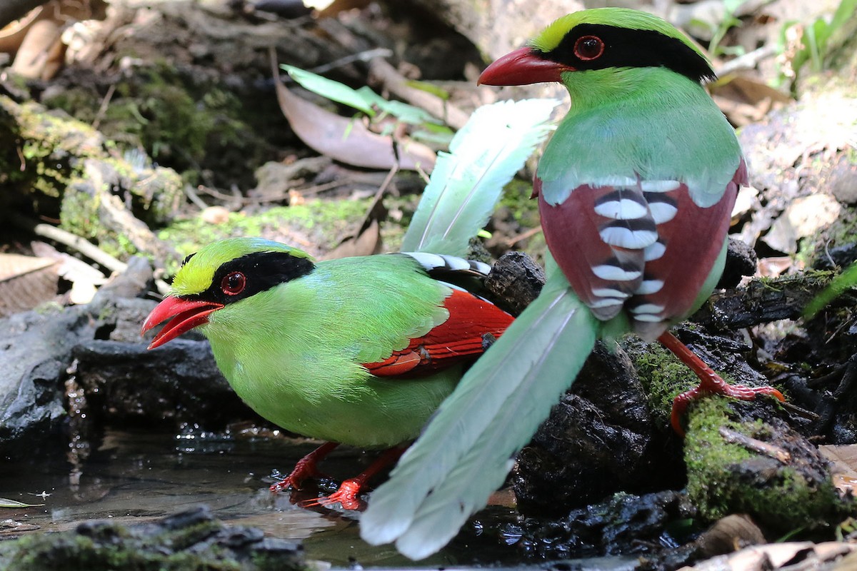 Common Green-Magpie - Cissa chinensis - Birds of the World