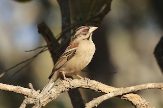 Chestnut-backed Sparrow-Weaver - Plocepasser rufoscapulatus - Birds of ...