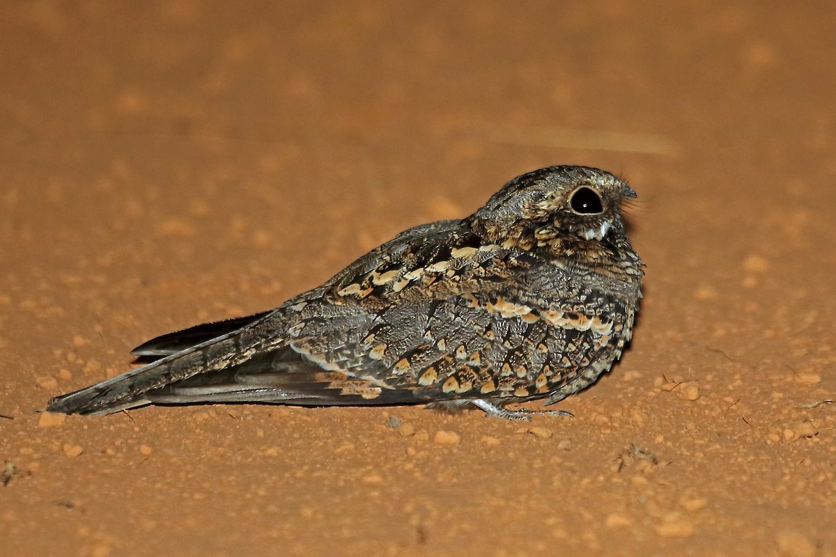 Fiery-necked Nightjar - Caprimulgus pectoralis - Birds of the World