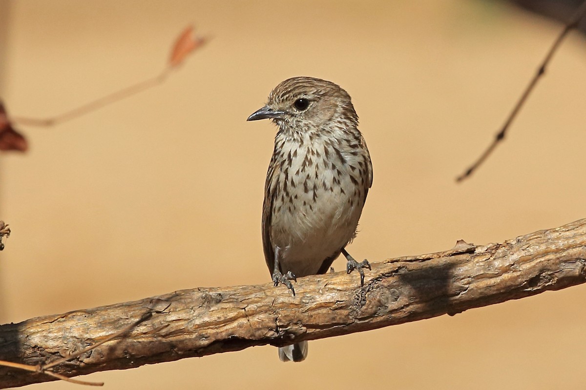 Böhm's Flycatcher - Myopornis boehmi - Birds of the World