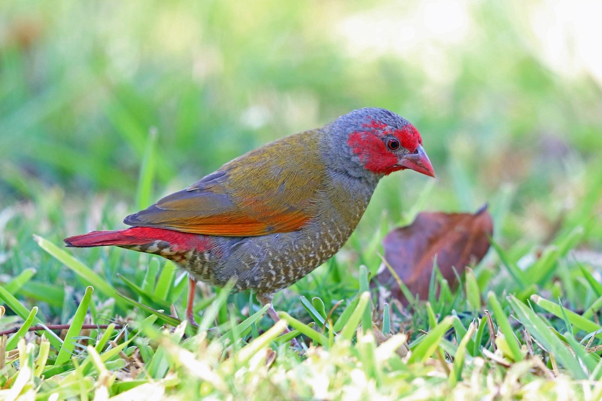 Orange-winged Pytilia - Pytilia afra - Birds of the World