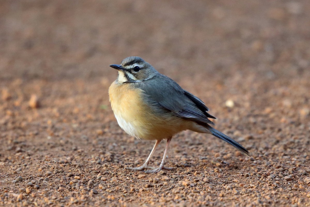 Miombo Scrub-Robin - Tychaedon barbata - Birds of the World