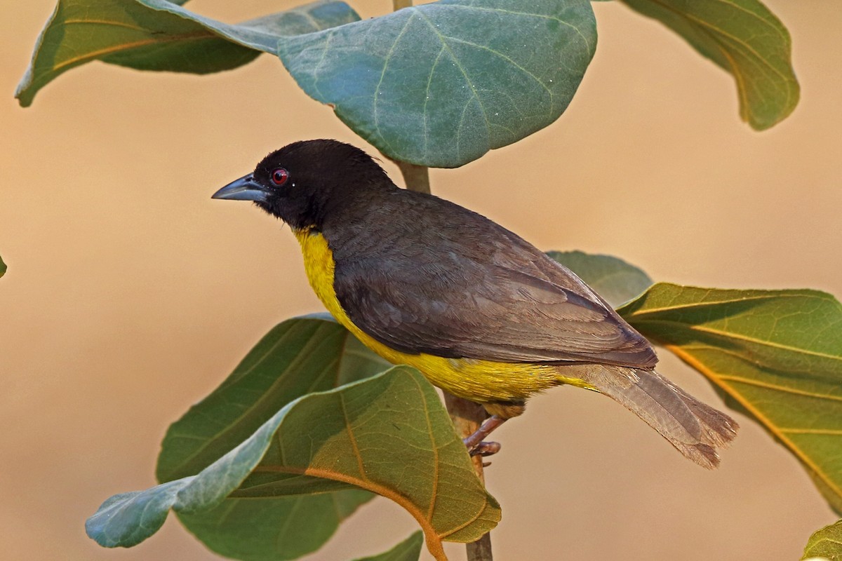 Forest Weaver - Ploceus bicolor - Birds of the World