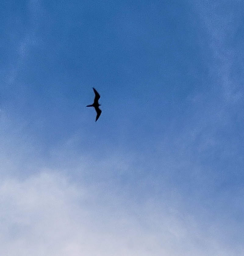 eBird Checklist - 22 Jul 2022 - 324 Sleepy Point Road, Gloucester ...