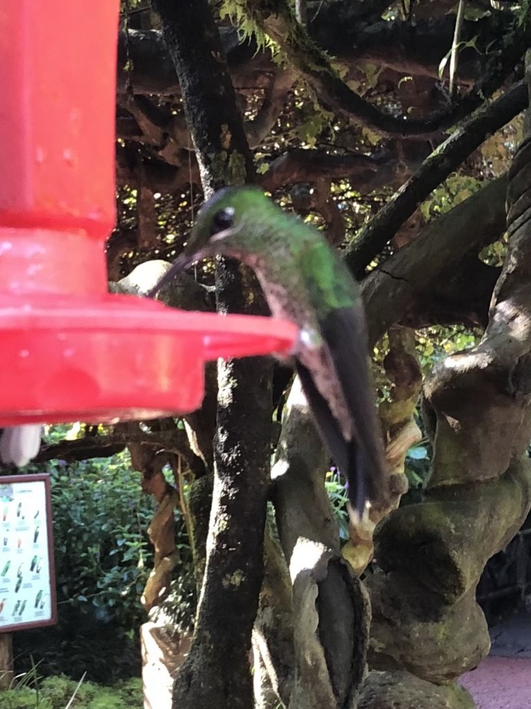 eBird Checklist - 7 Nov 2018 - La Paz Waterfall Gardens - 5 species