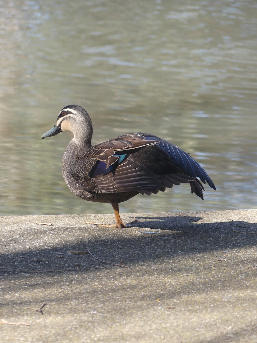ML474058991 Pacific Black Duck Macaulay Library