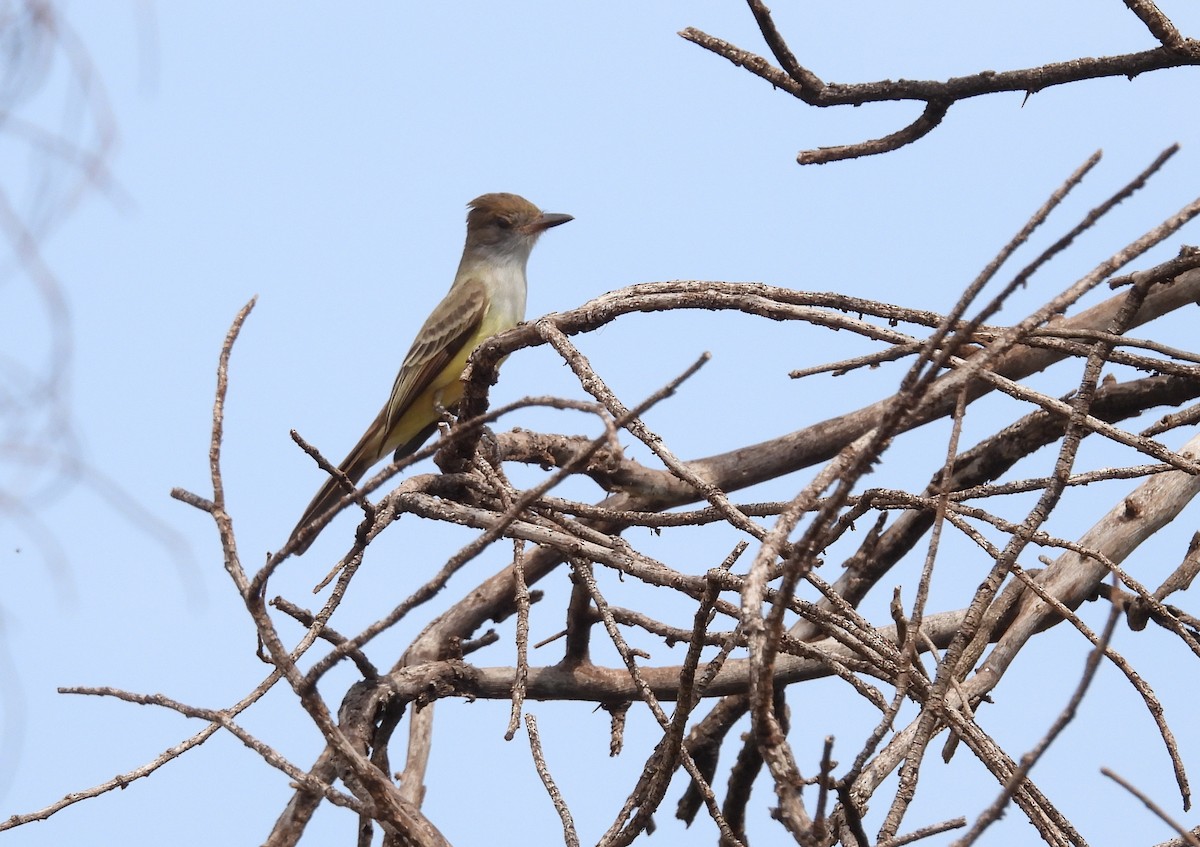 ML474067821 Short-crested Flycatcher Macaulay Library