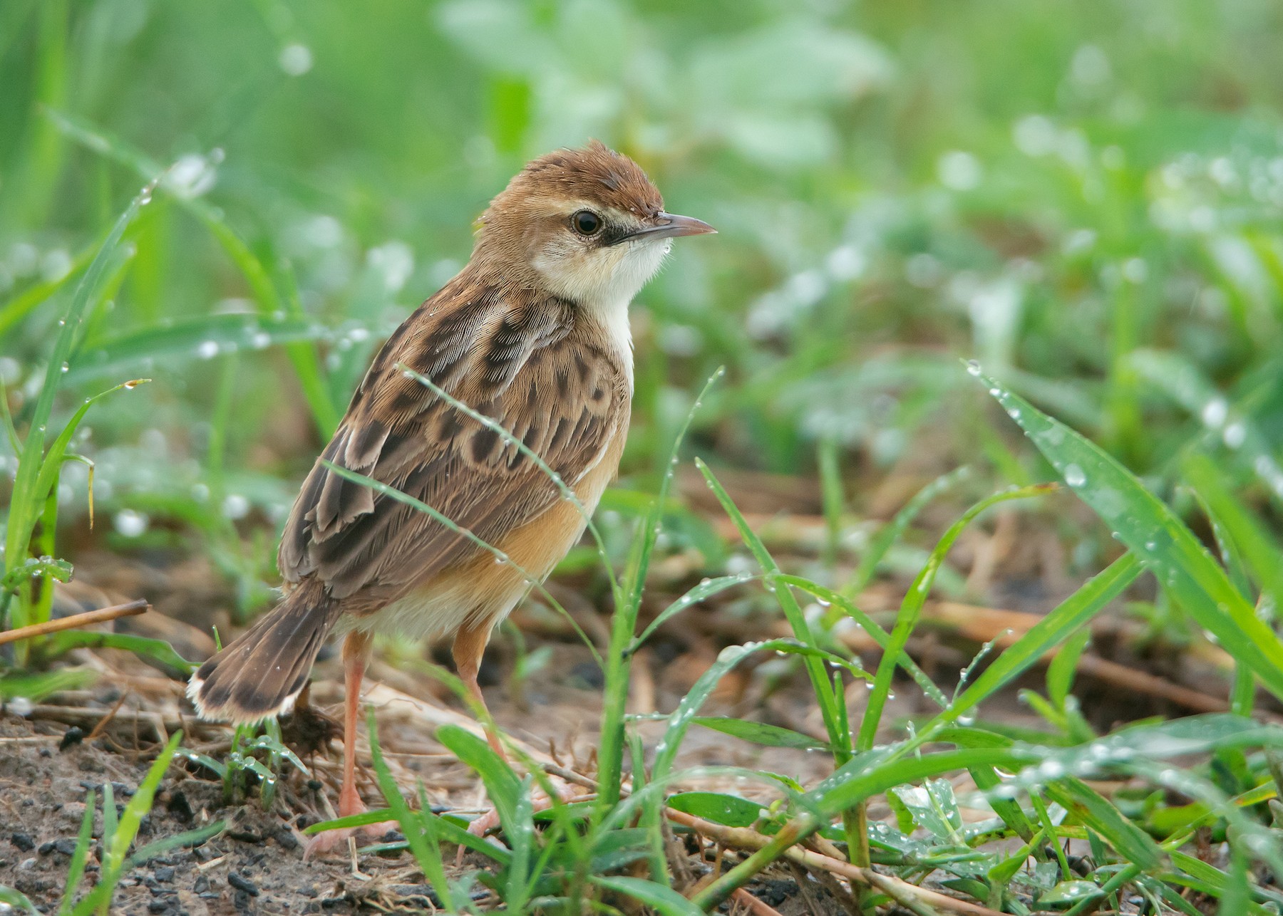 Zitting Cisticola (Double Zitting) - eBird