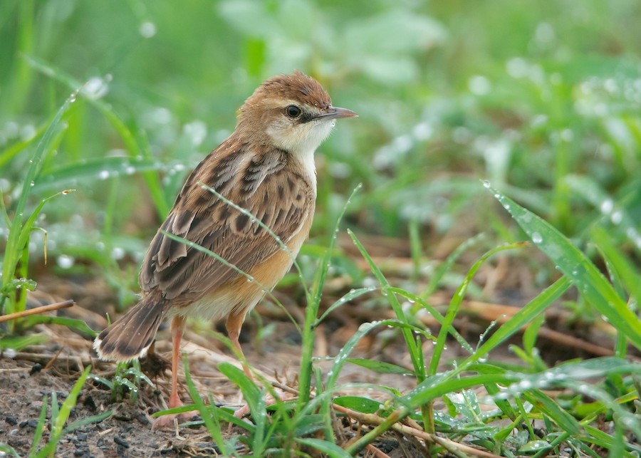 Zitting Cisticola (Double Zitting) - eBird