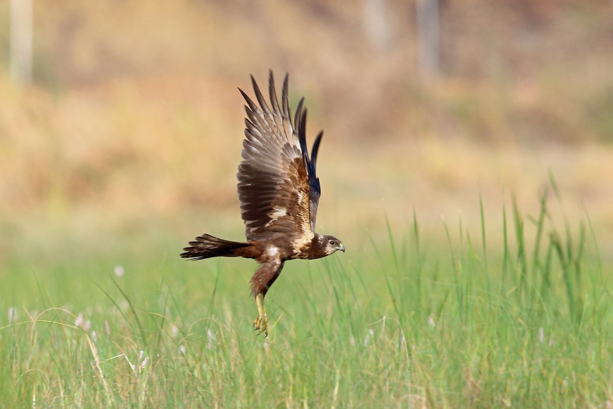 African Marsh Harrier - Circus ranivorus - Birds of the World