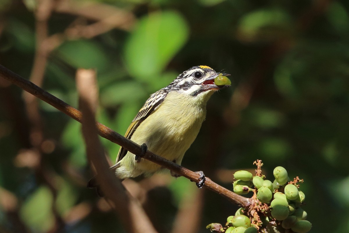 Yellow-fronted Tinkerbird - Pogoniulus chrysoconus - Birds of the World