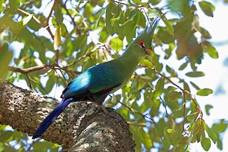 Schalow's Turaco - Tauraco schalowi - Birds of the World
