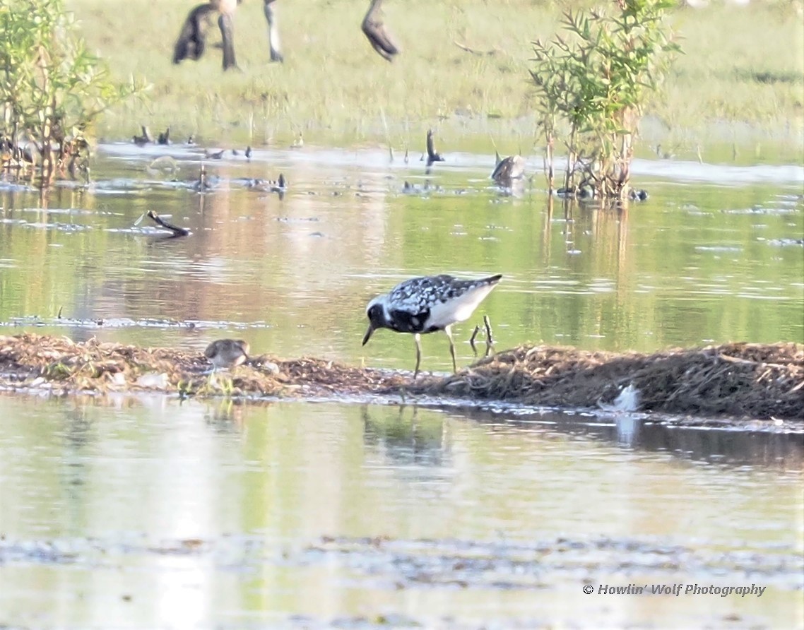 eBird Checklist - 10 Aug 2022 - Presque Isle SP--Gull Pt. - 44 species