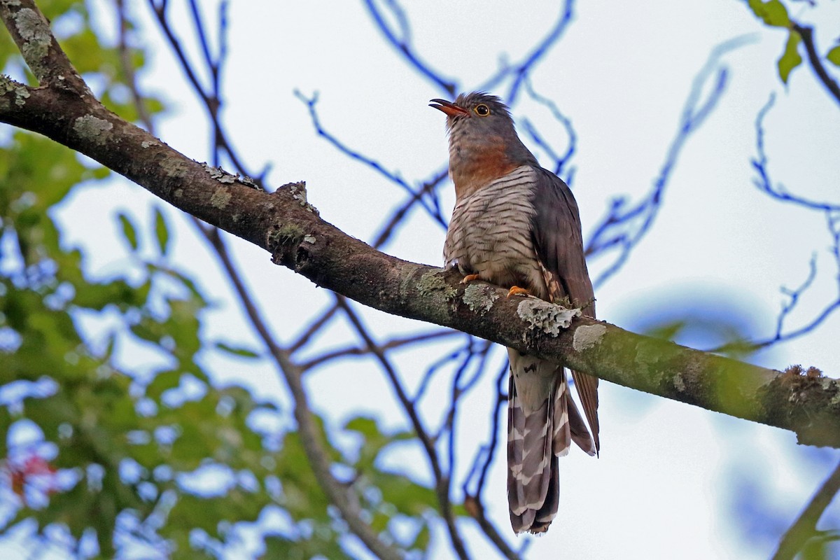 Red-chested Cuckoo - Cuculus solitarius - Birds of the World