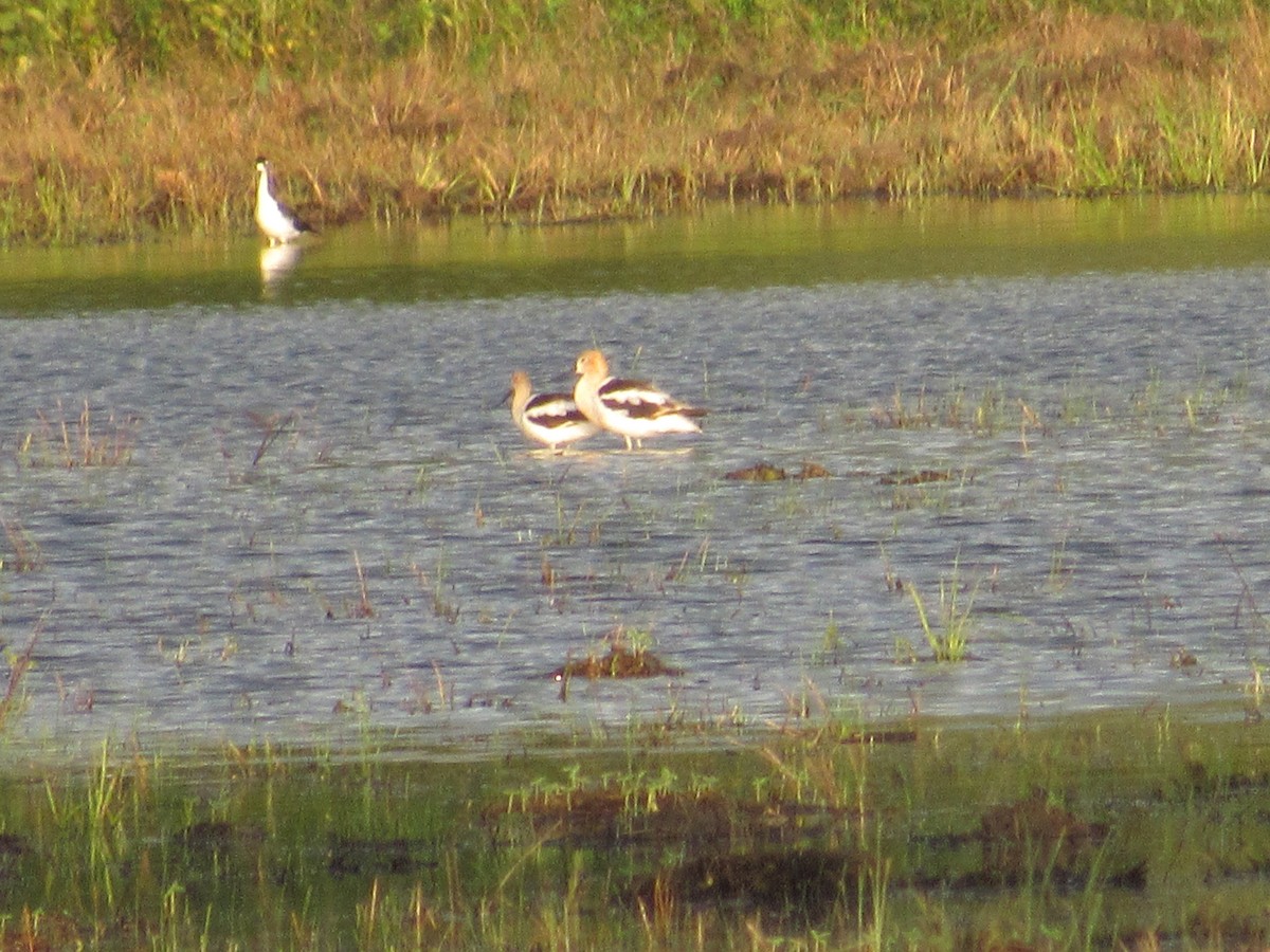 eBird Checklist - 10 Aug 2022 - Little River CA (Pemiscot Co.) - 1 species