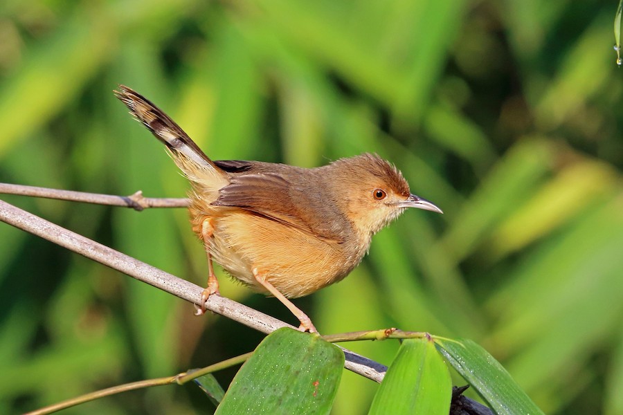 Cistícola Carirrojo (grupo erythrop) - eBird