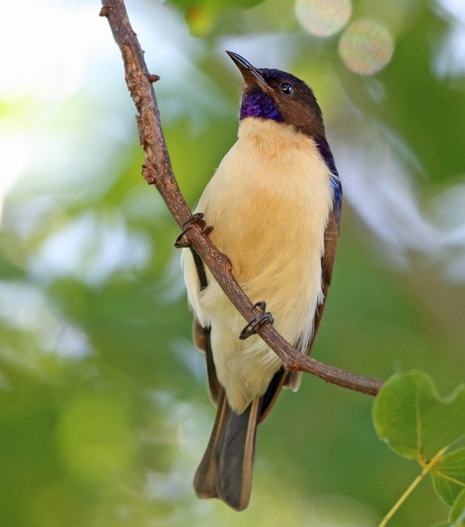 Western Violet-backed Sunbird (Southern) - eBird