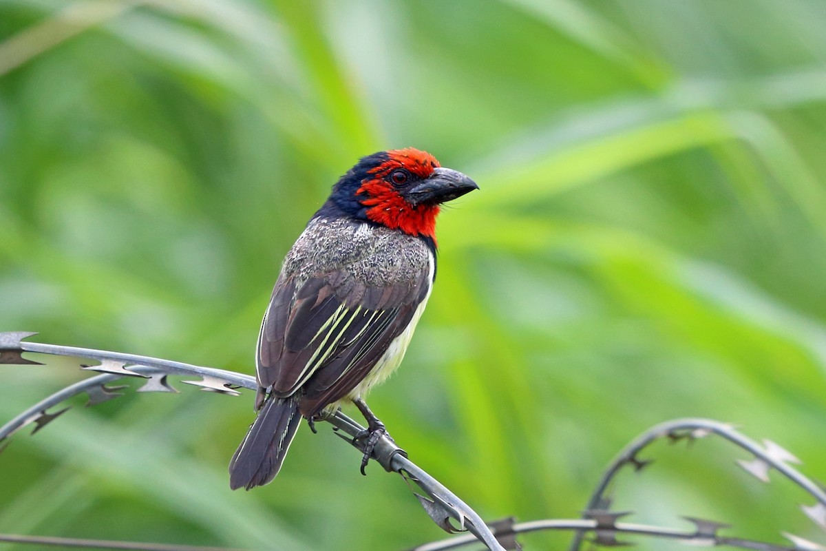 Black-collared Barbet - Lybius torquatus - Birds of the World