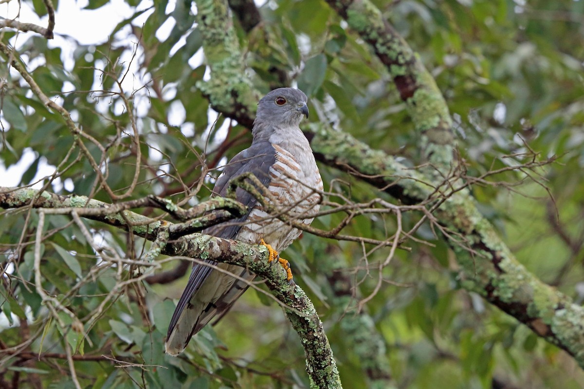 African Cuckoo-Hawk - Aviceda cuculoides - Birds of the World