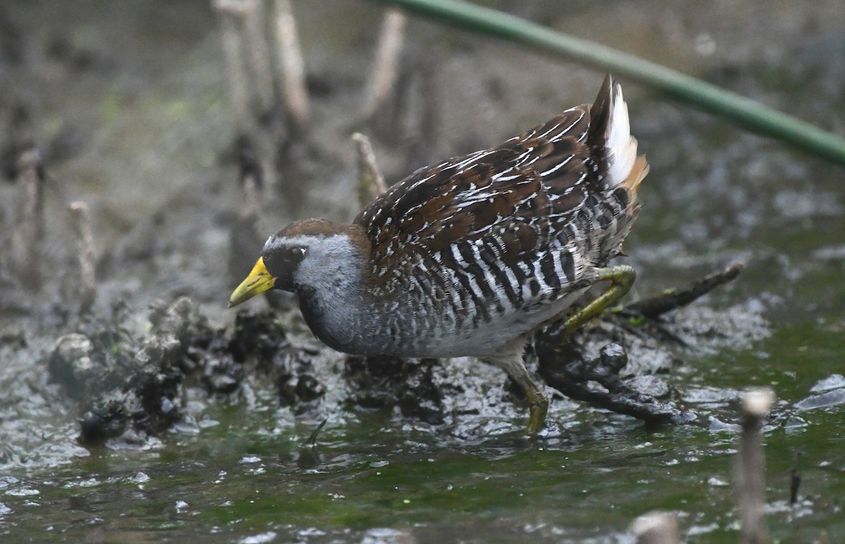 eBird Checklist - 10 Aug 2022 - Frank Lake--NW lookout/blind/outflow ...