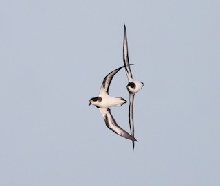 Bermuda Petrel - Pterodroma cahow - Birds of the World