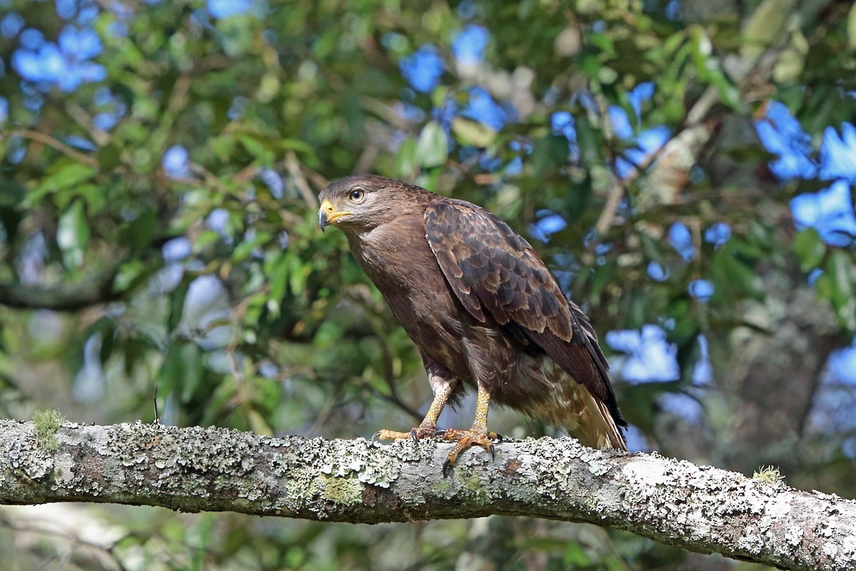 Western Banded Snake-Eagle - Circaetus cinerascens - Birds of the World