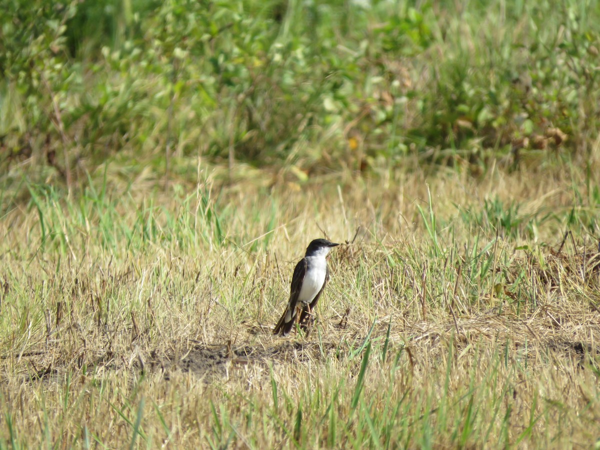 eBird Checklist - 10 Aug 2022 - Frank Shoemaker Marsh - 4 species