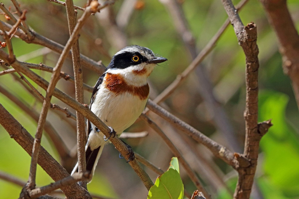 Chinspot Batis - Batis molitor - Birds of the World