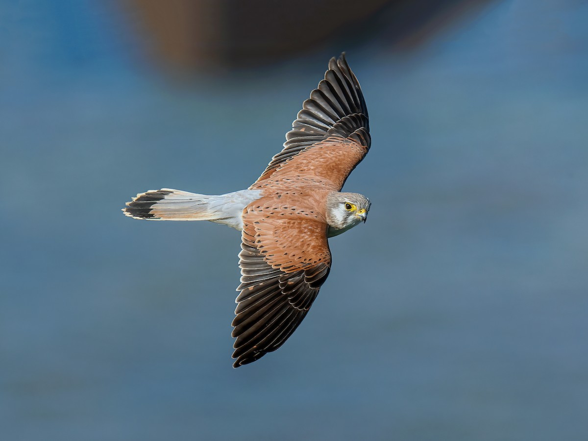 Nankeen Kestrel - Falco cenchroides - Birds of the World