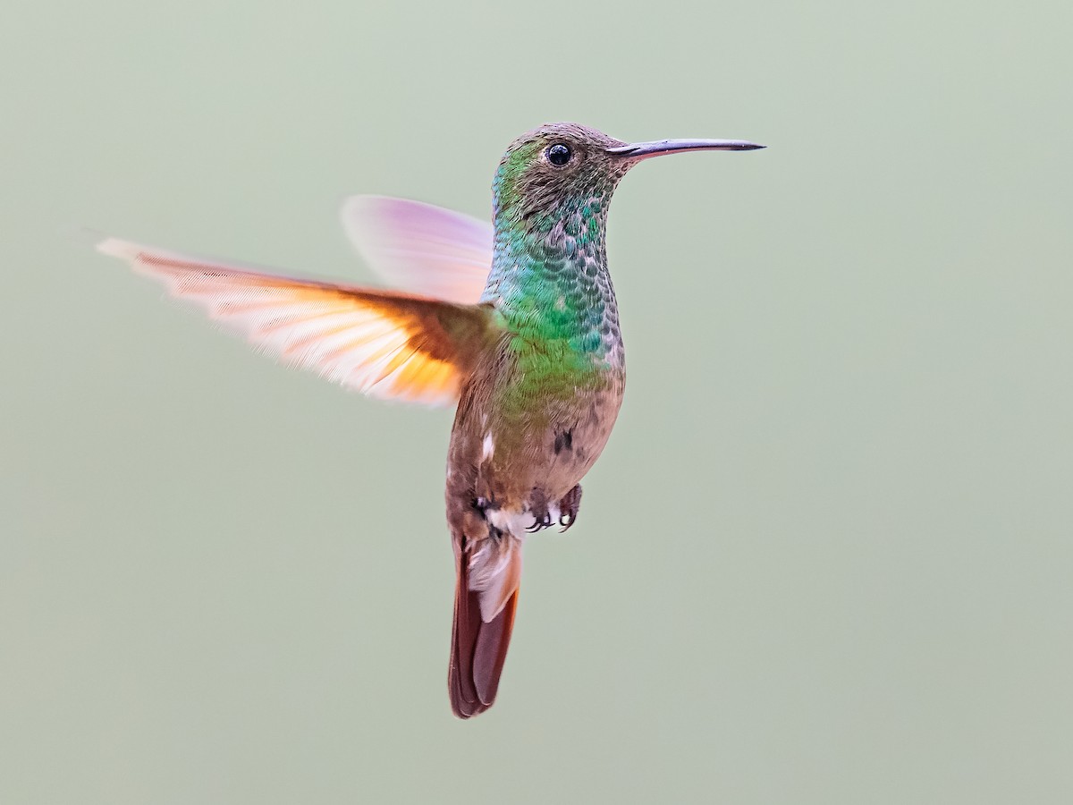 Berylline Hummingbird - Saucerottia beryllina - Birds of the World