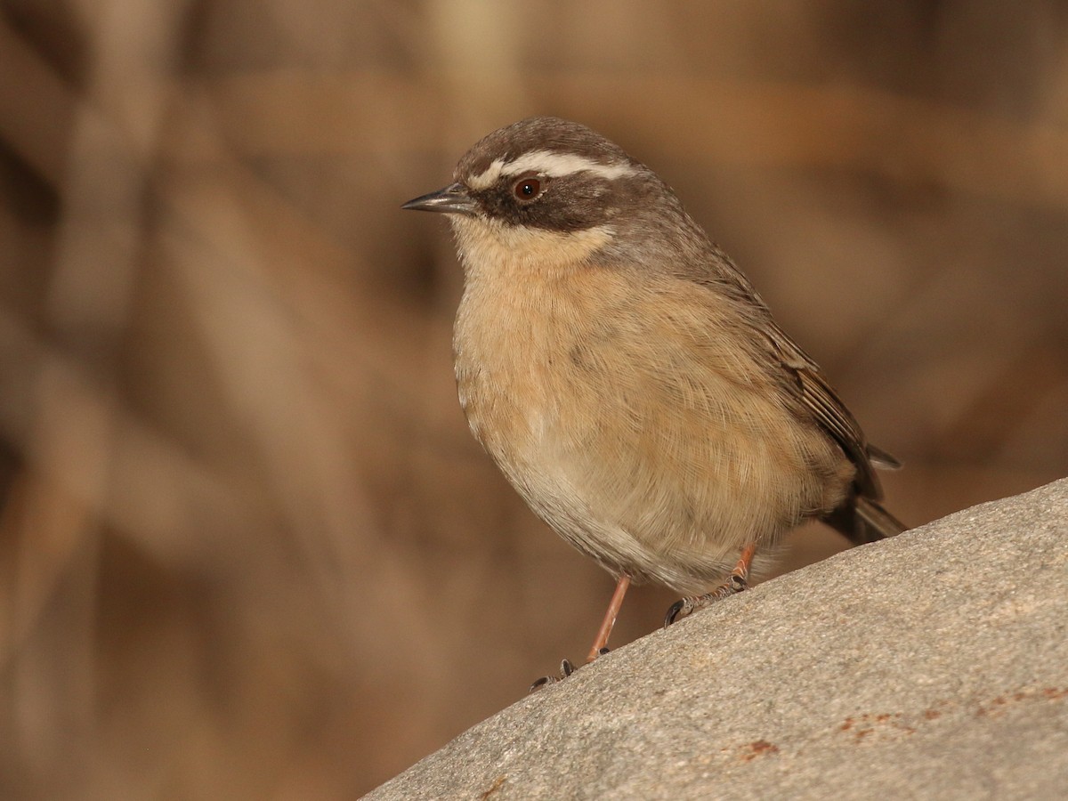 Brown Accentor - Prunella fulvescens - Birds of the World