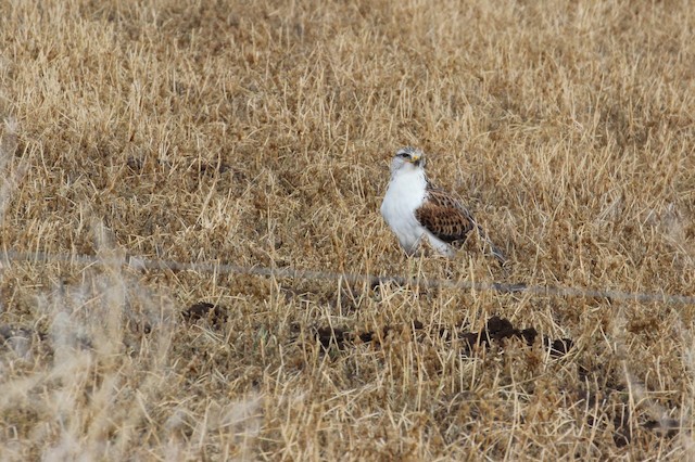 Do Hawks Eat Prairie Dogs
