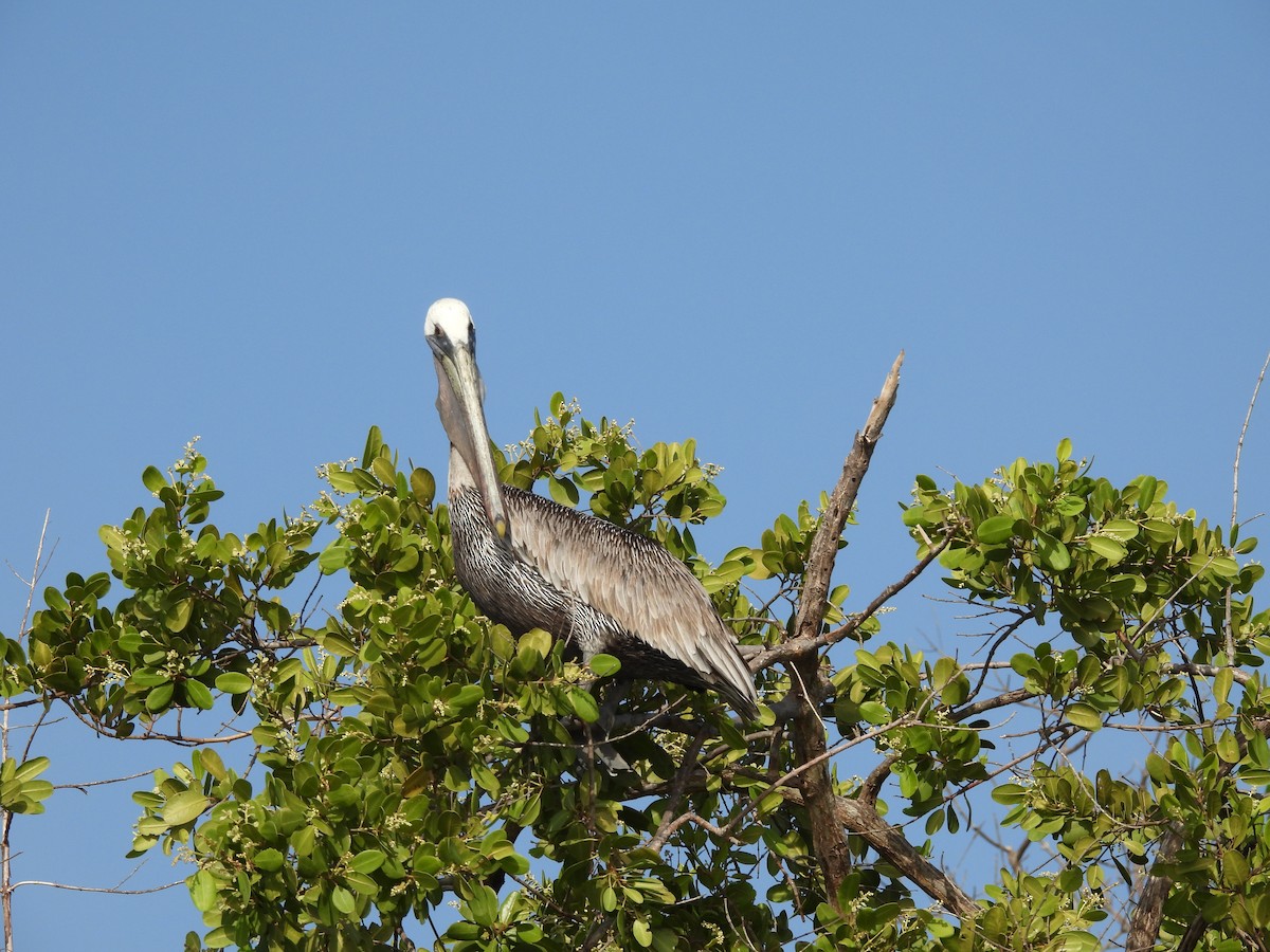 eBird Caribbean Checklist - 10 Aug 2022 - Canal Blasina (recorrido en ...