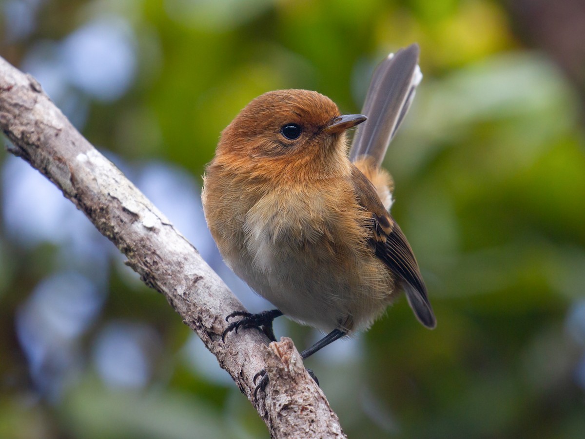 Kauai Elepaio - Chasiempis sclateri - Birds of the World