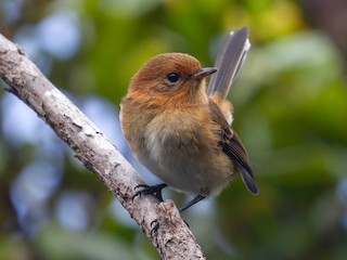Kauai Elepaio - Chasiempis sclateri - Birds of the World